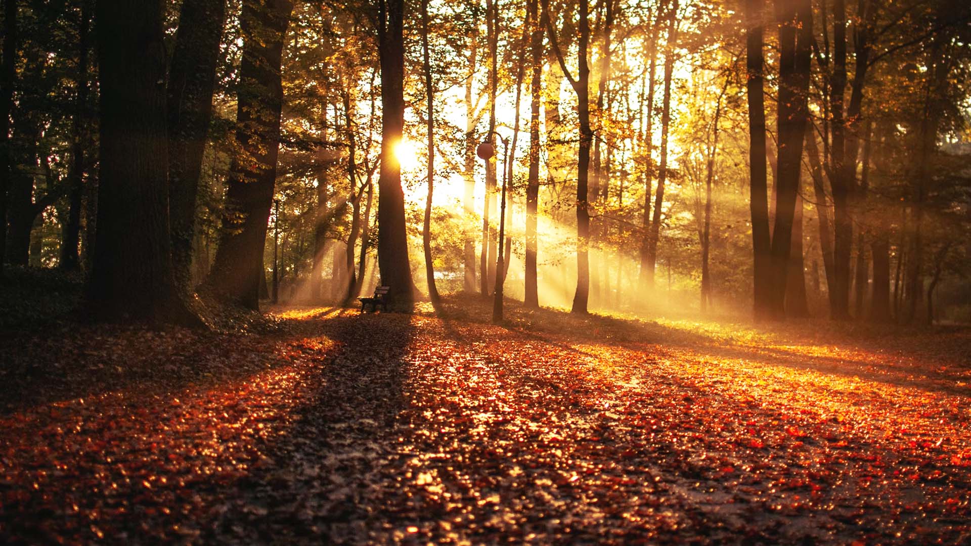 The Emotional Sensation Wheel - Stillpoint Health : Somatic Psychotherapy