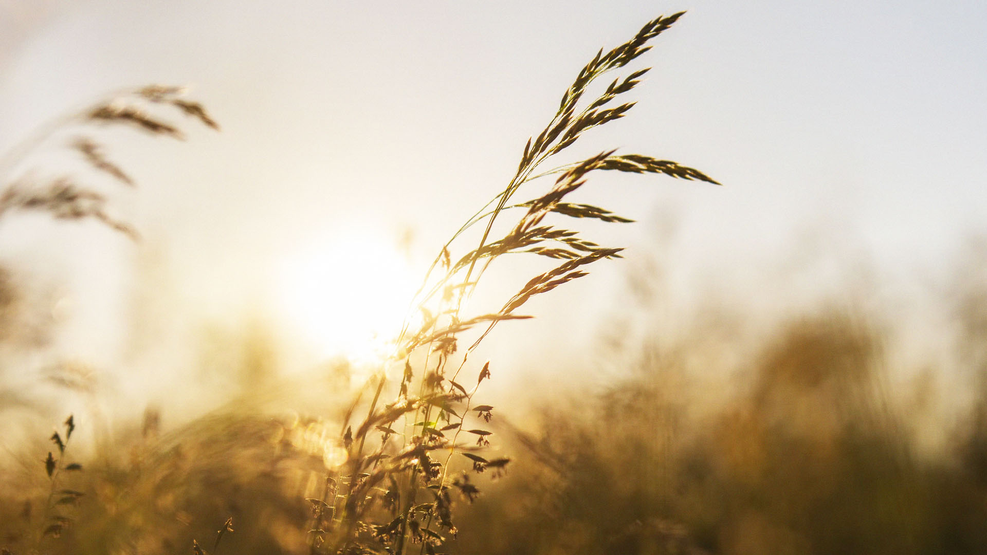 The body is a remarkable thing - Stillpoint Health : Somatic Psychotherapy